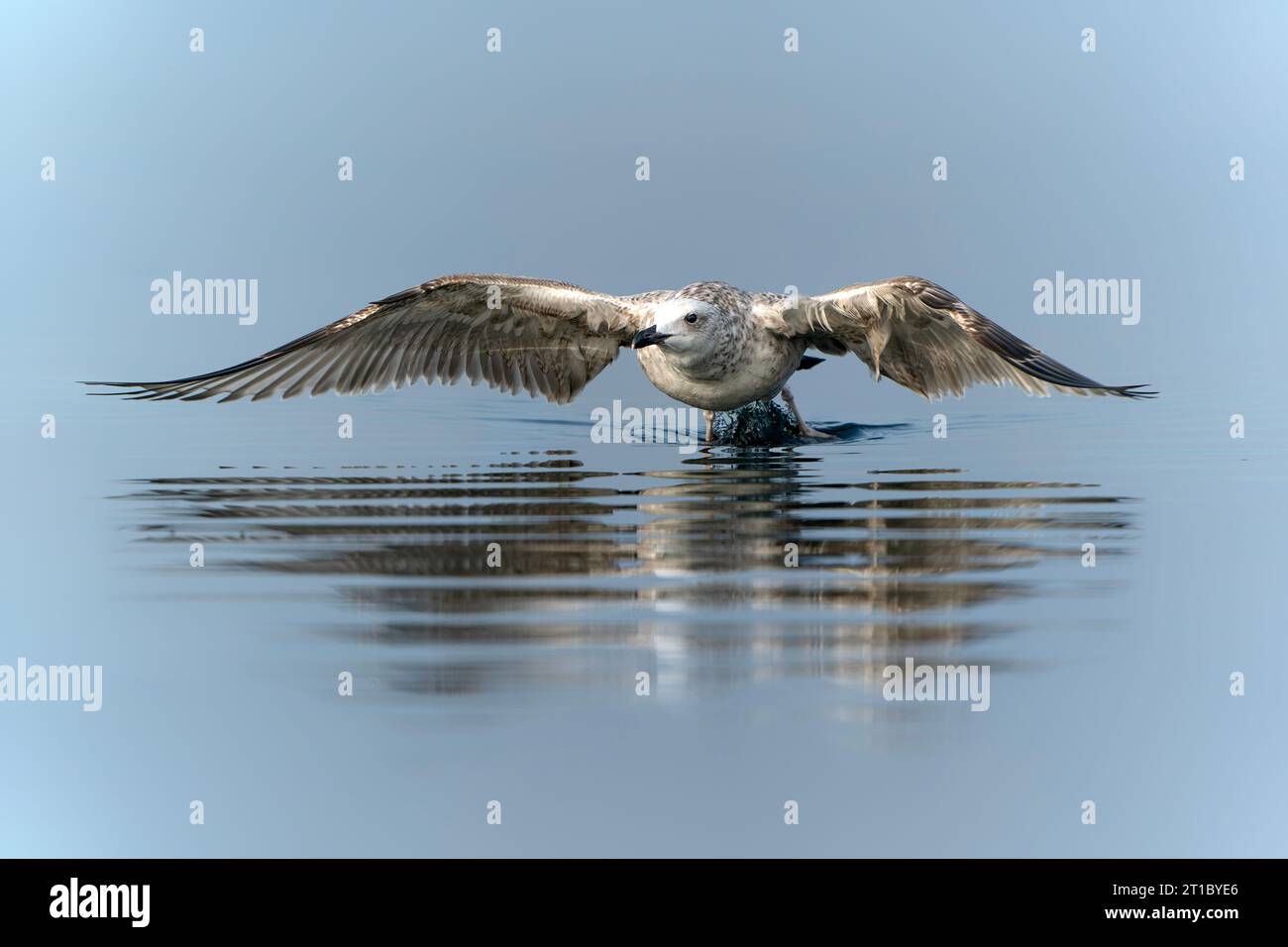 Caspian Gull (Larus cachinnans) takes off in the oder delta in Poland ...