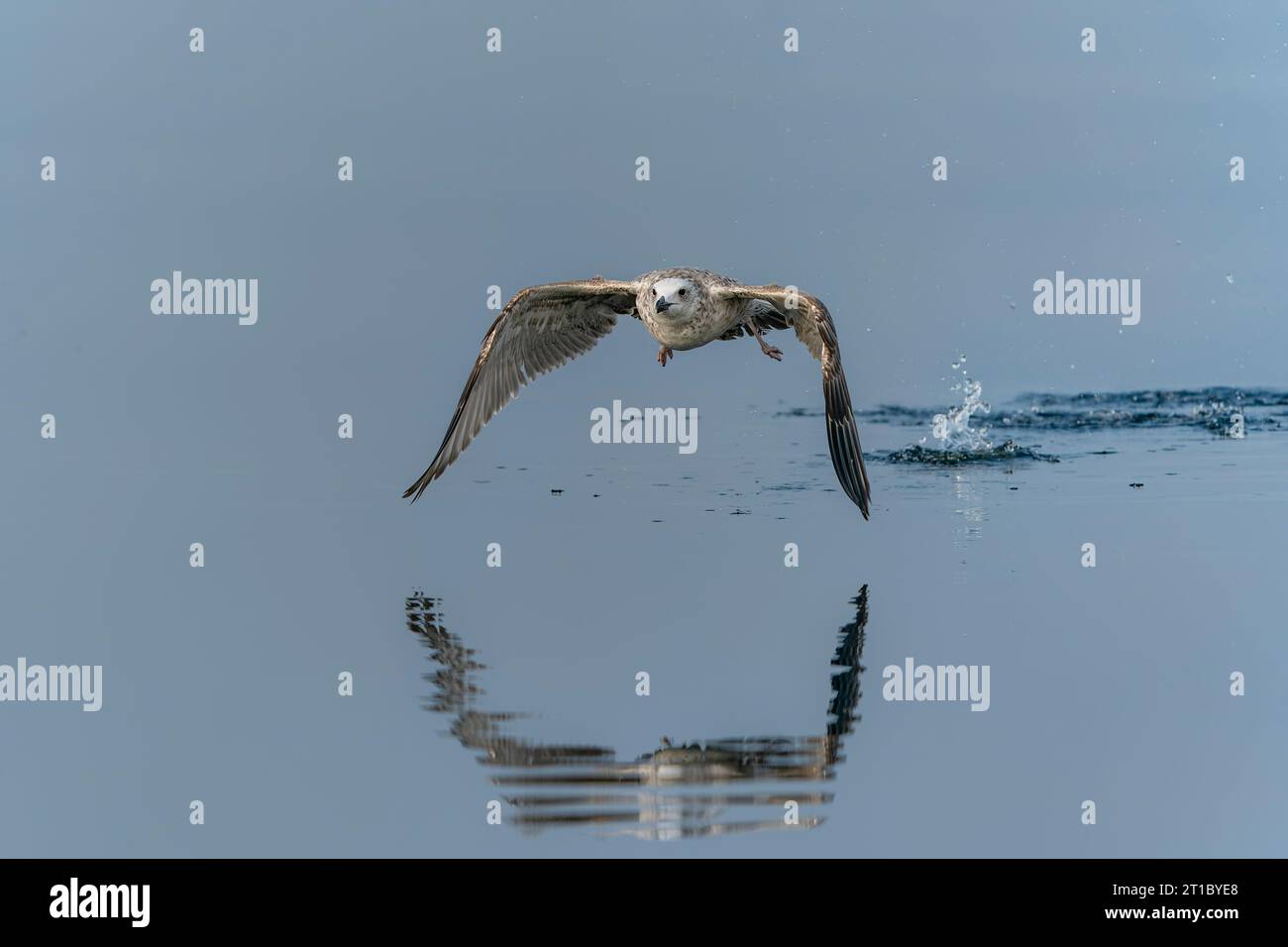 Caspian Gull (Larus cachinnans) takes off in the oder delta in Poland ...
