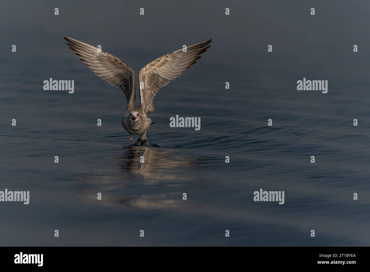 Caspian Gull (Larus cachinnans) takes off in the oder delta in Poland ...