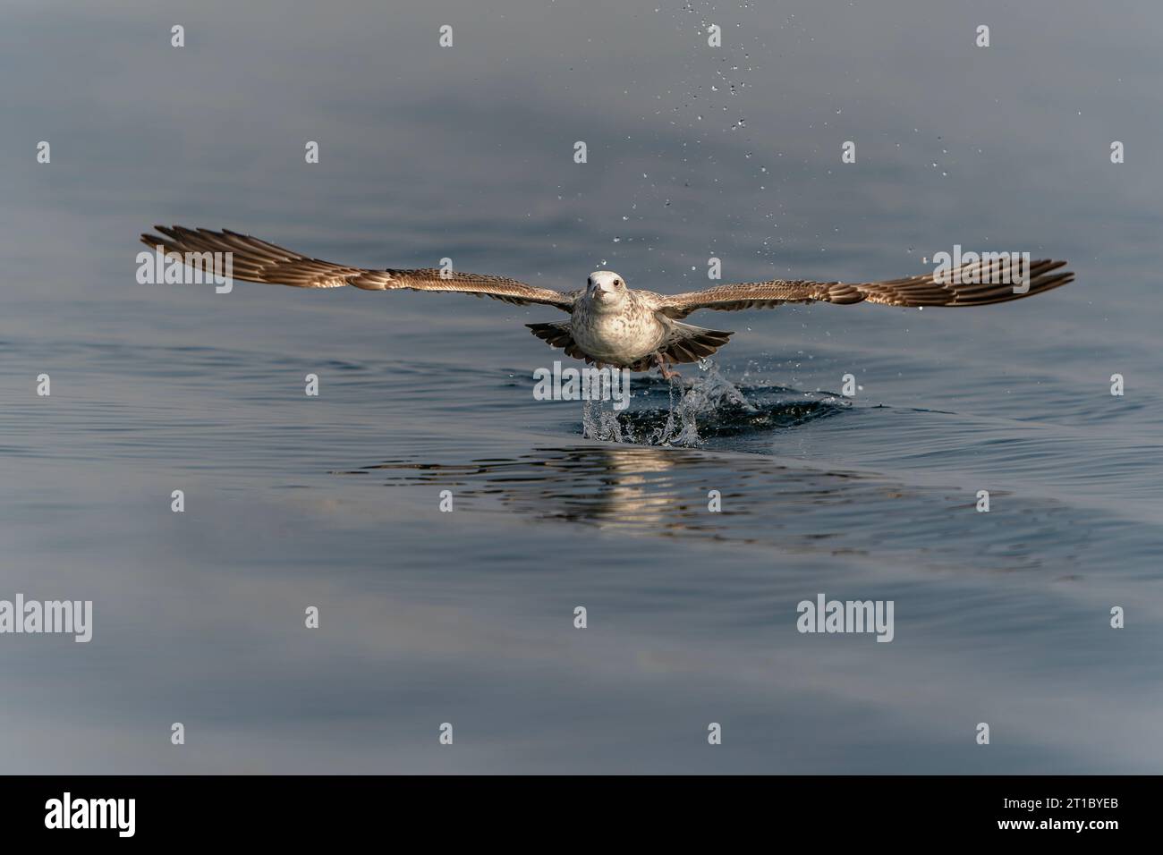 Caspian Gull (Larus cachinnans) takes off in the oder delta in Poland ...