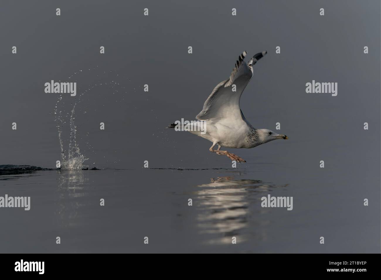 Caspian Gull (Larus cachinnans) takes off in the oder delta in Poland ...