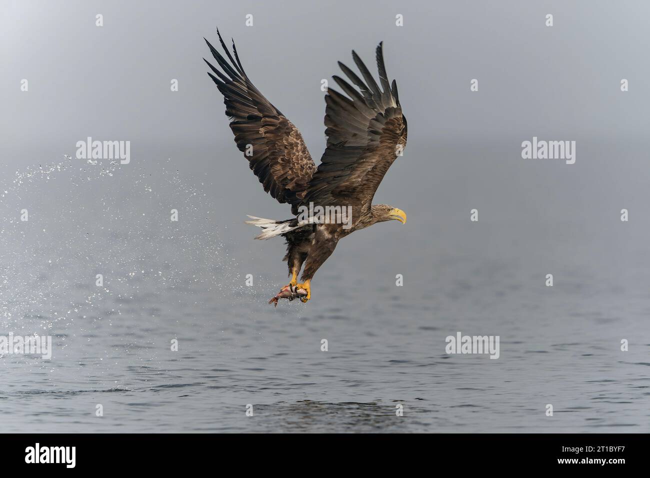 white tailed eagle (Haliaeetus albicilla) taking a fish out of the ...