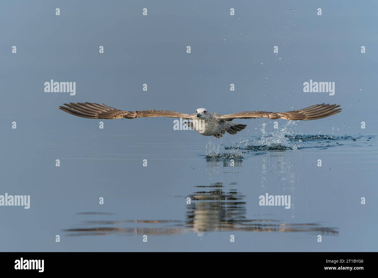 Caspian Gull (Larus cachinnans) takes off in the oder delta in Poland ...