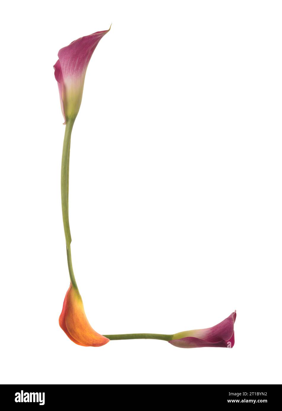Colorful letter L composed employing calla lilies of yellow, red, pink ...