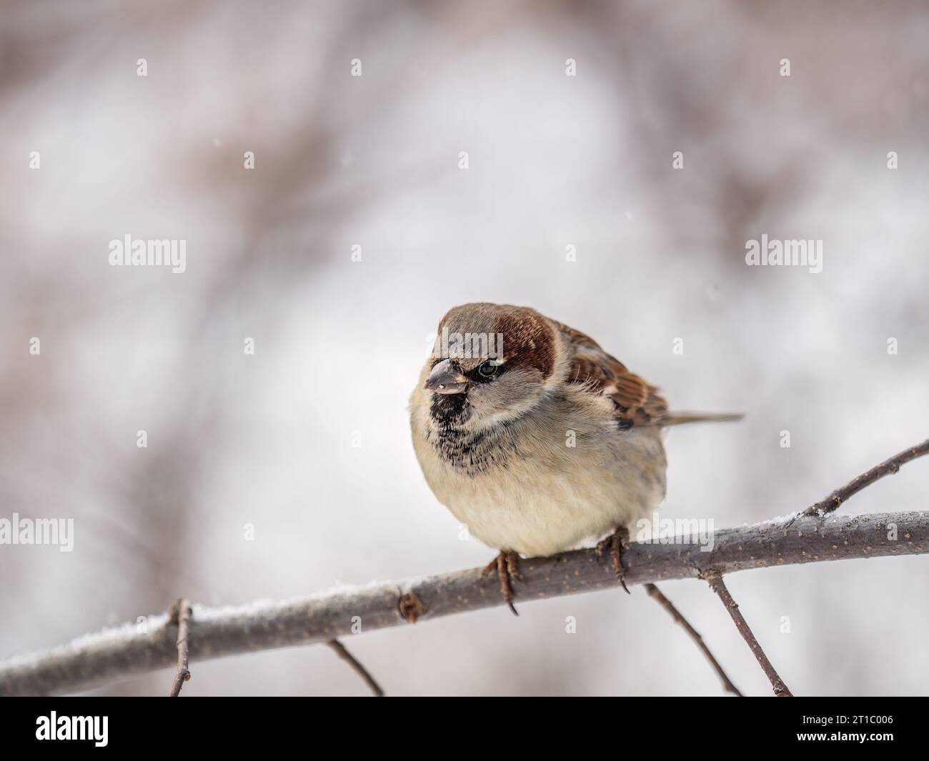 Sparrow sits on a branch without leaves. Sparrow on a branch in the ...