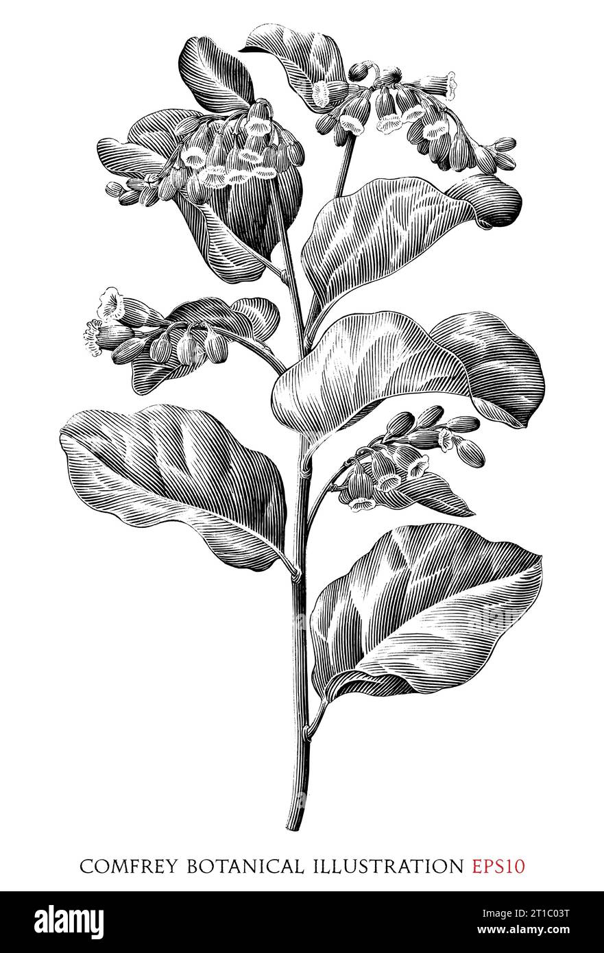Comfrey botanical vintage illustration black and white clip art Stock ...