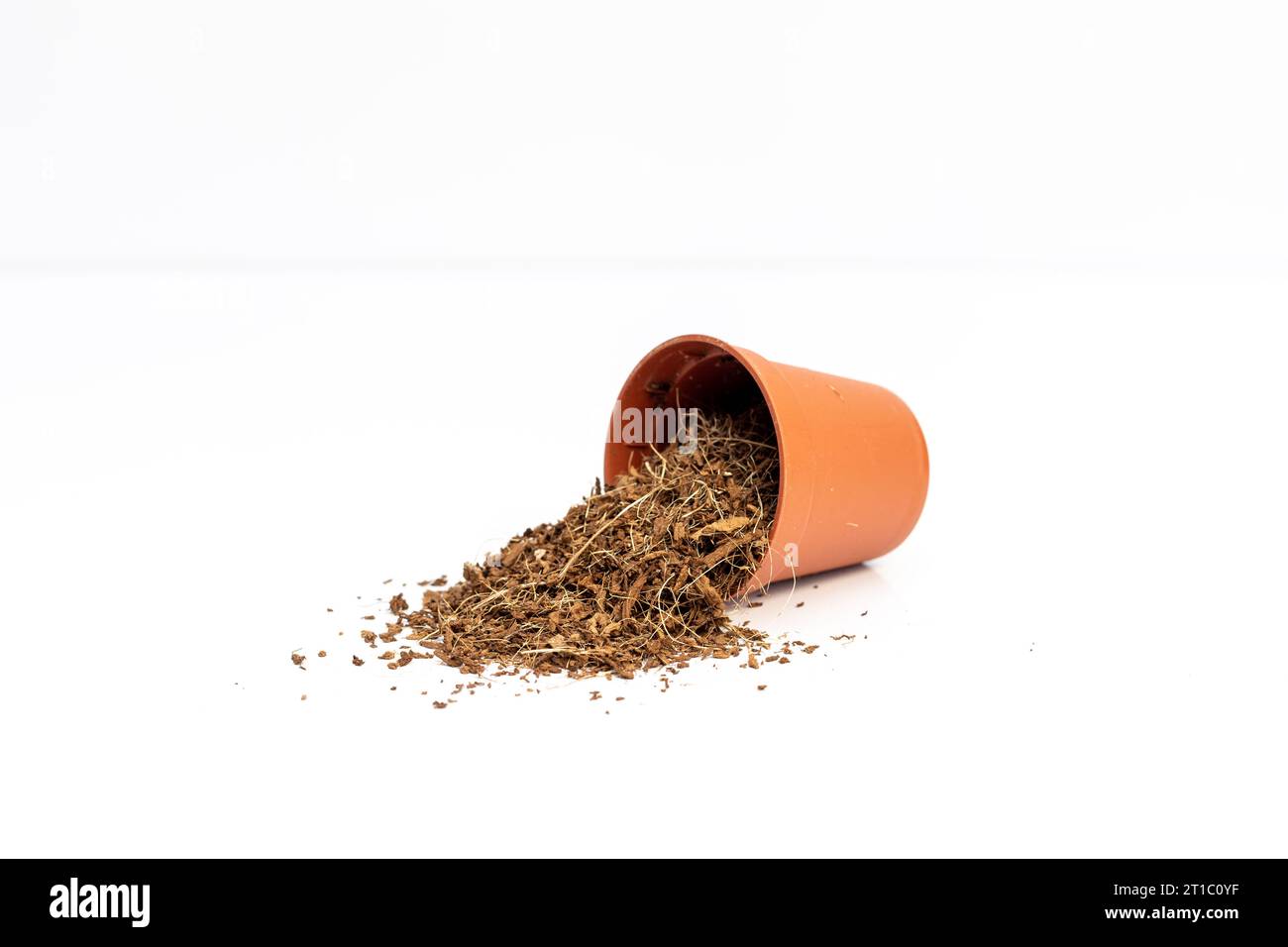 Coco peat in a small plastic pot isolated on white background Stock ...