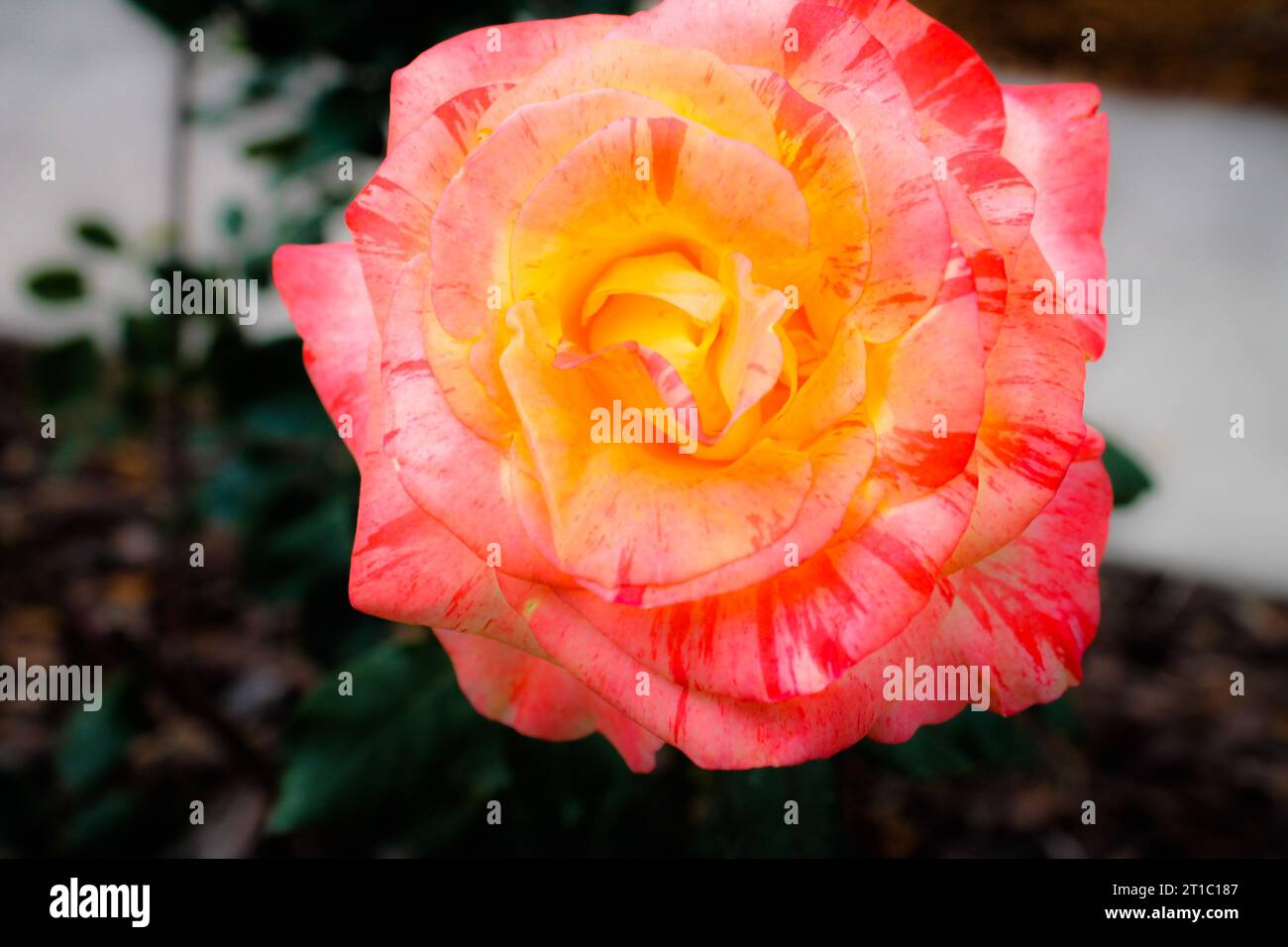 Natures and Beauty, Florida Landmarks, wildlife, plants Stock Photo - Alamy