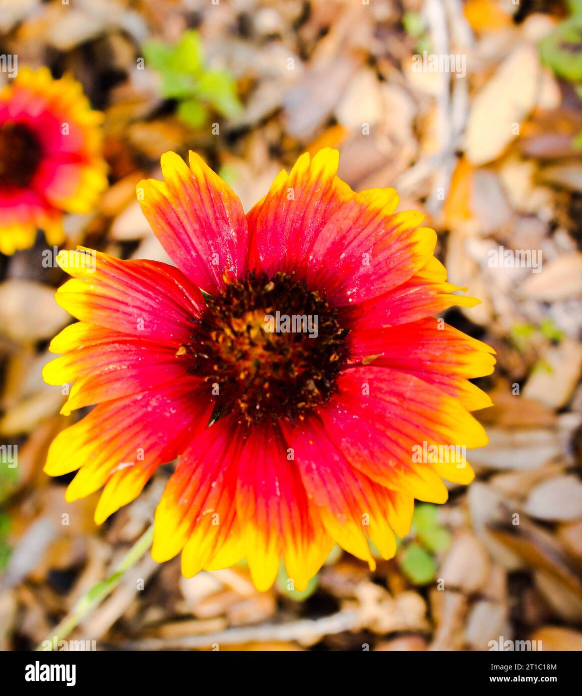 Natures and Beauty, Florida Landmarks, wildlife, plants Stock Photo - Alamy