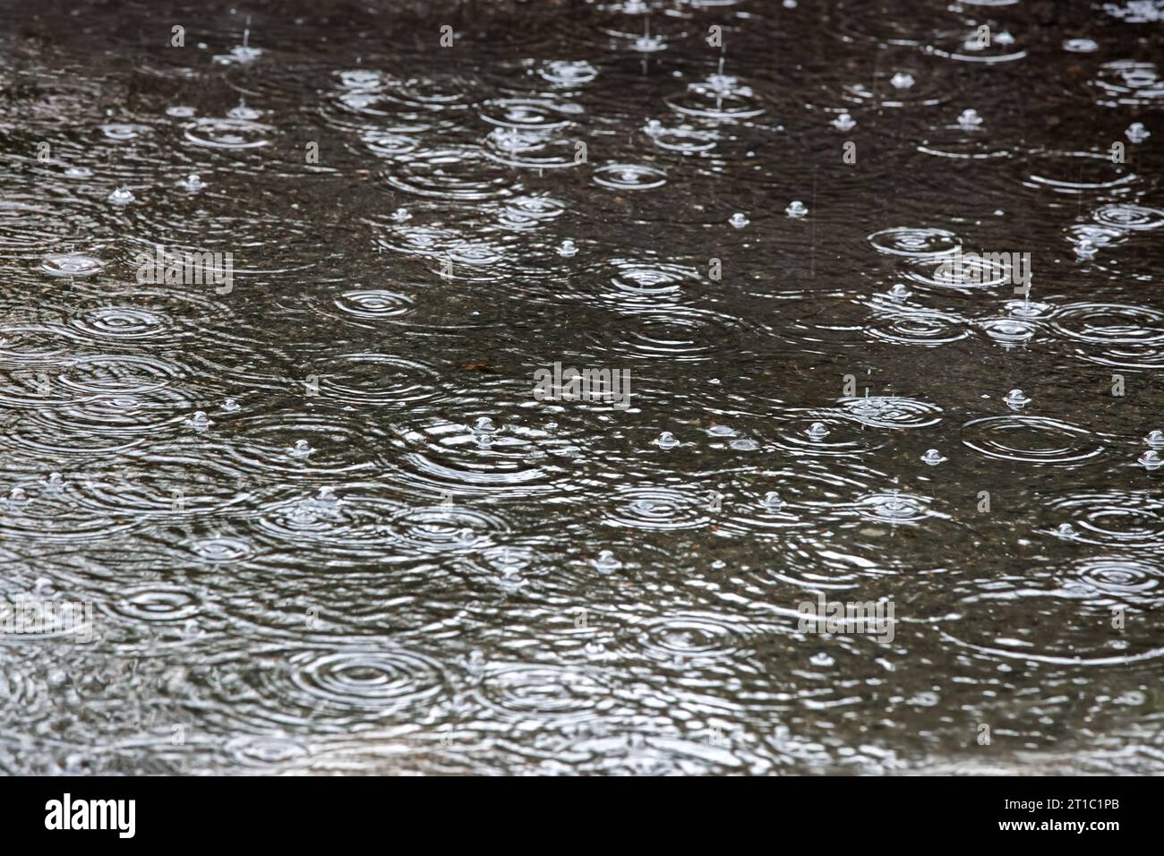 raindrops and circles in a puddle with bubbles on the water. rainy ...