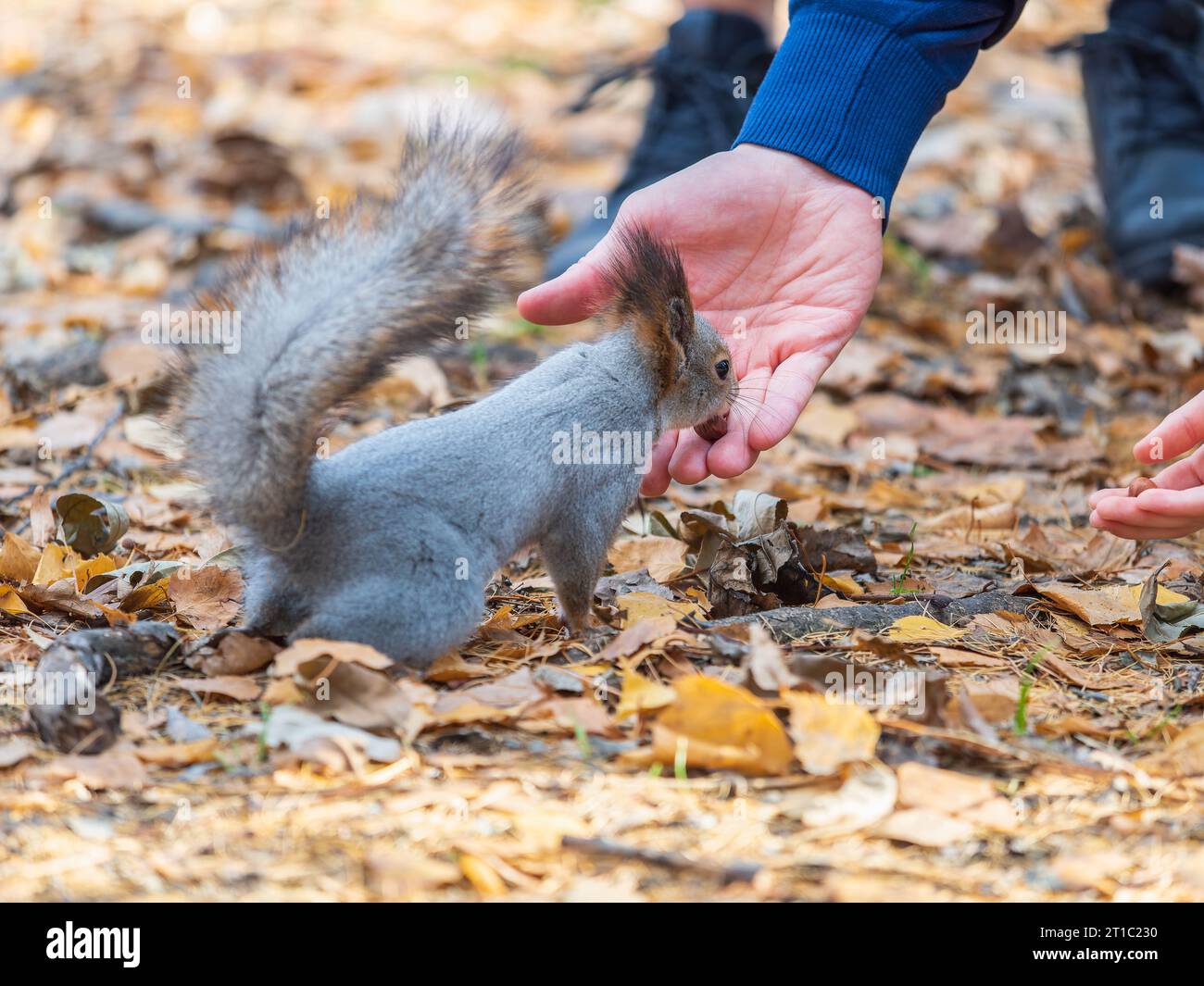 The boy feeds a squirrel with nuts from a hand in the wood. Wild animal ...