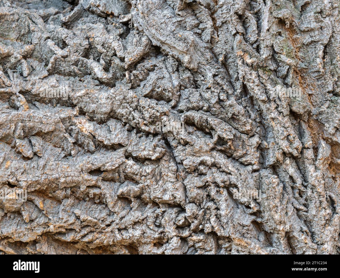 Quercus suber timber hi-res stock photography and images - Alamy