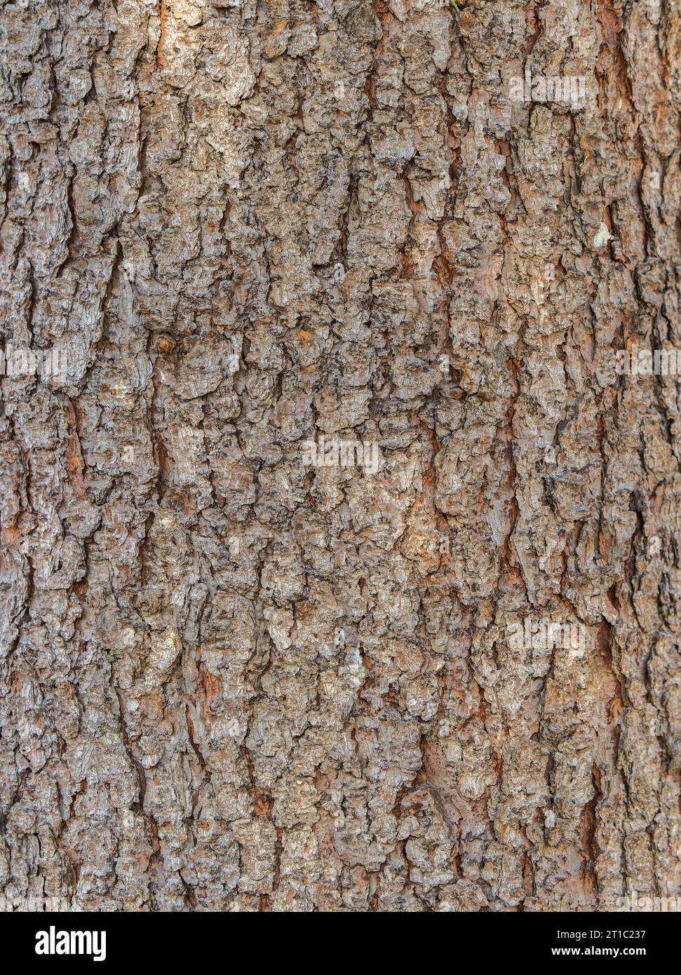 Bark texture and background of a old fir tree trunk. Detailed bark ...