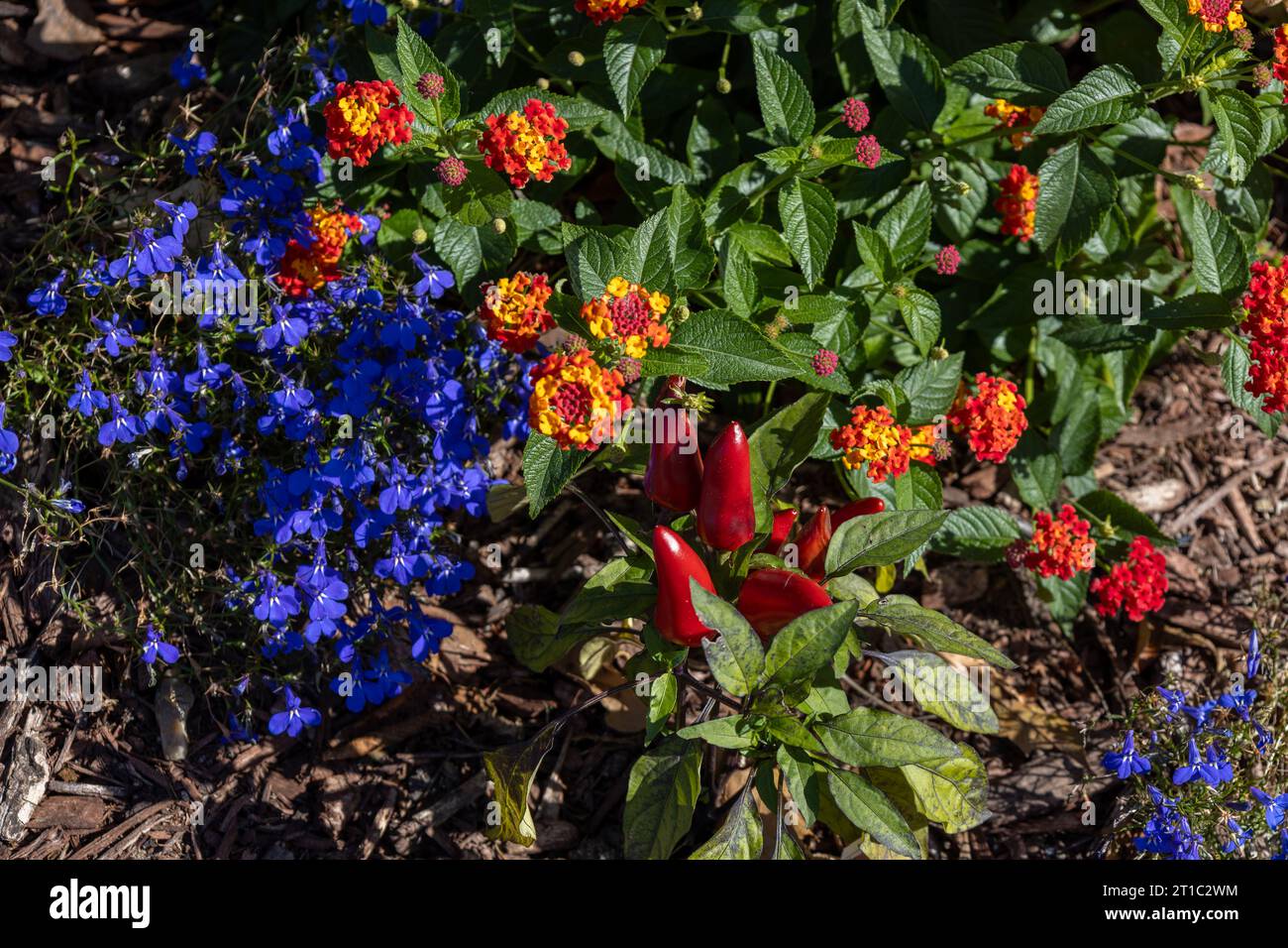 Full frame abstract texture background of autumn flowering garden ...