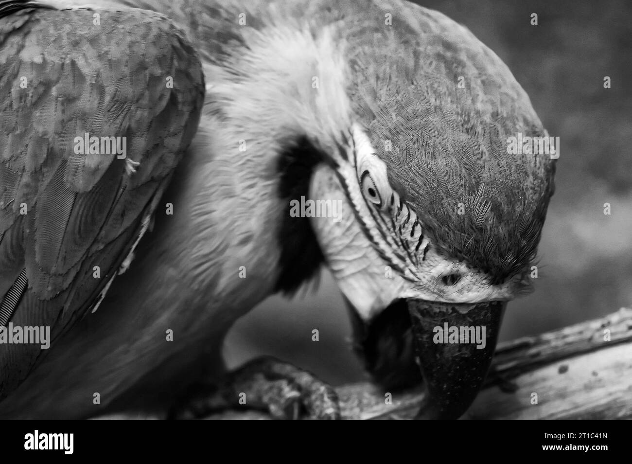Horizontal calendar image Black and White Stock Photos & Images - Alamy