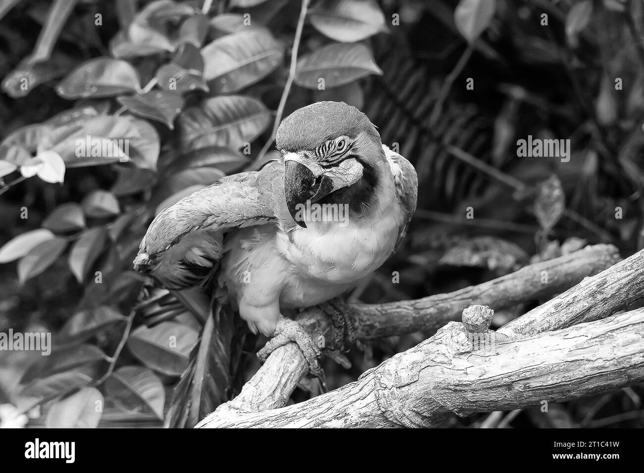 Calendar bird photo Black and White Stock Photos & Images - Alamy