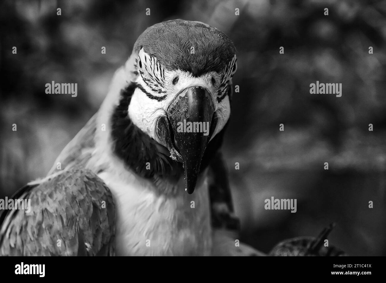 Horizontal calendar image Black and White Stock Photos & Images - Alamy