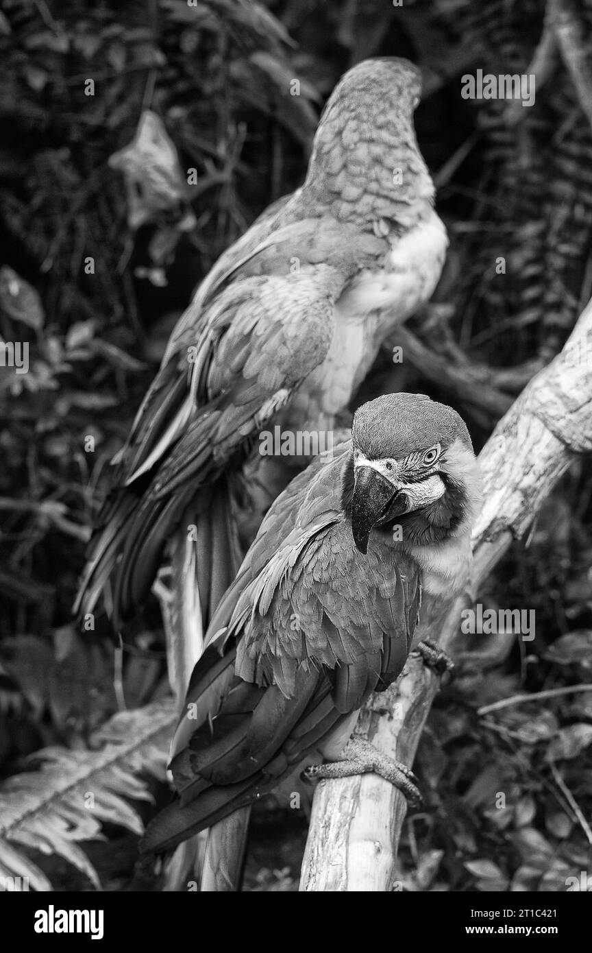 Horizontal calendar image Black and White Stock Photos & Images - Alamy