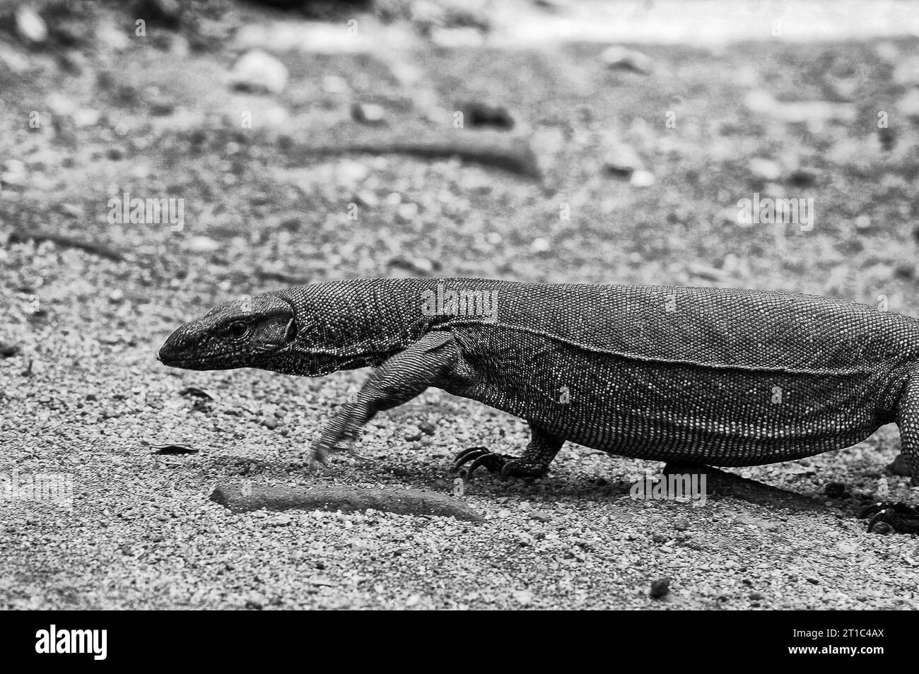 Varanus genus hi-res stock photography and images - Alamy