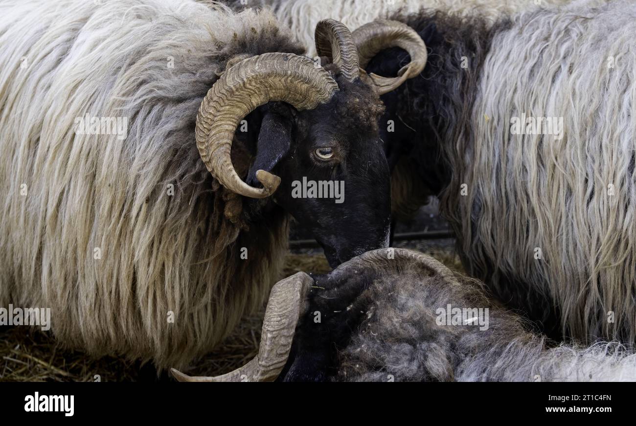 Detail of goats from the Spanish mountains, mammalian animal Stock ...