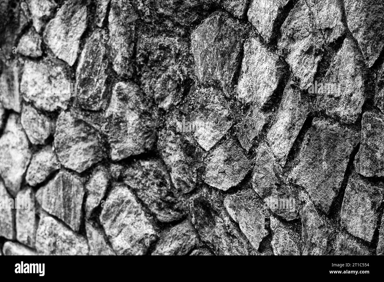 Texture cortex Black and White Stock Photos & Images - Alamy