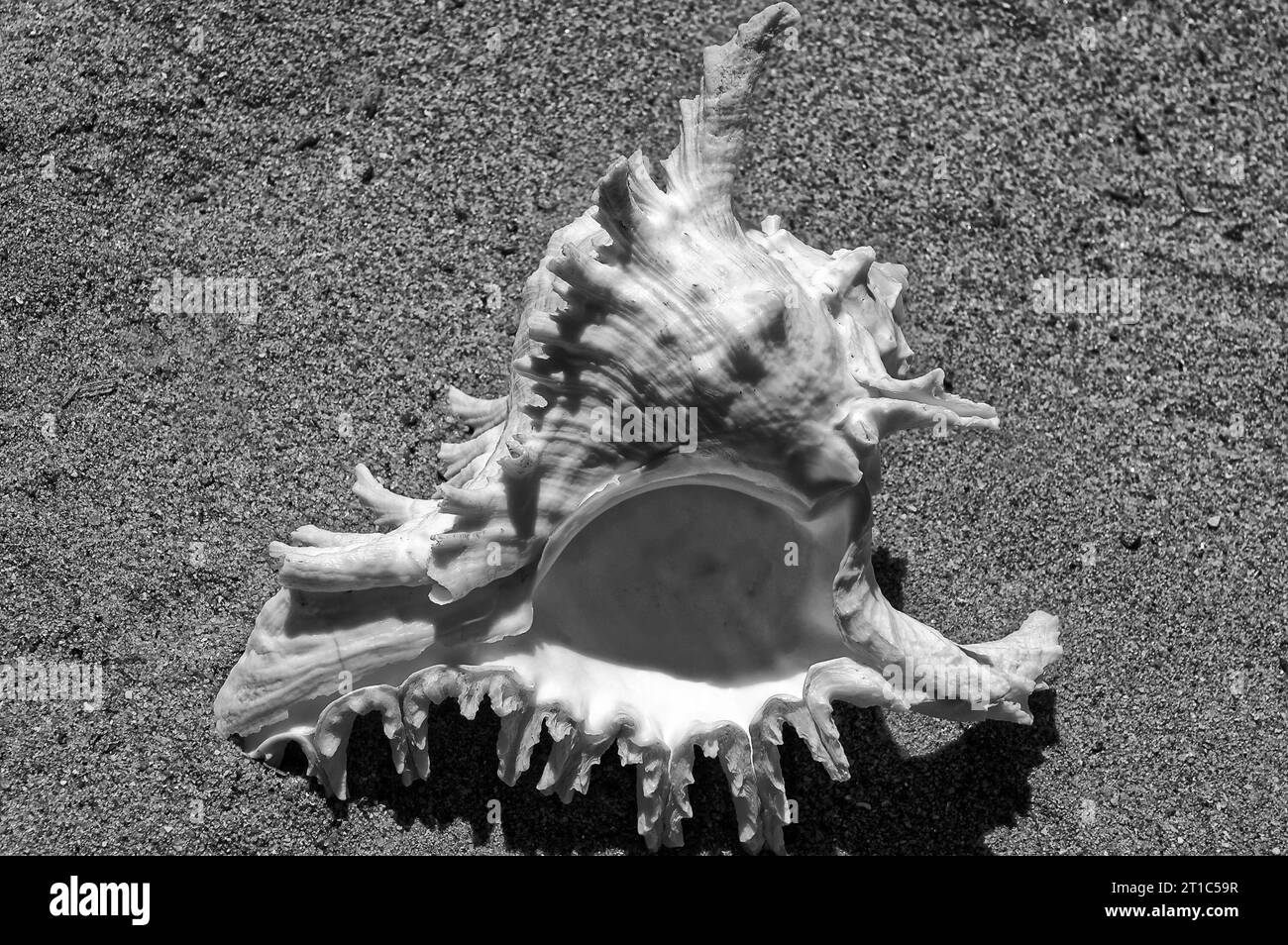Sri lanka animals Black and White Stock Photos & Images - Alamy