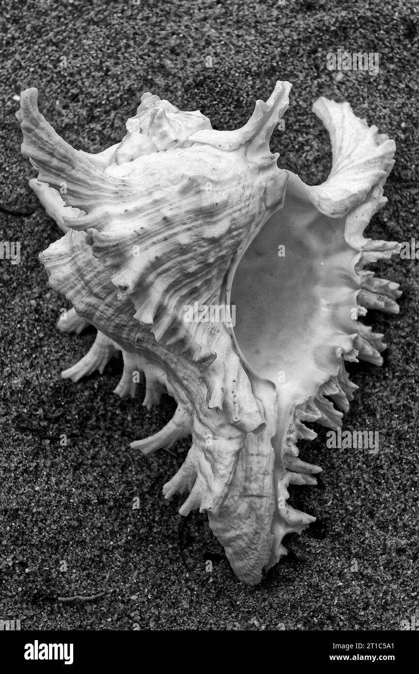 Indian animals image Black and White Stock Photos & Images - Alamy