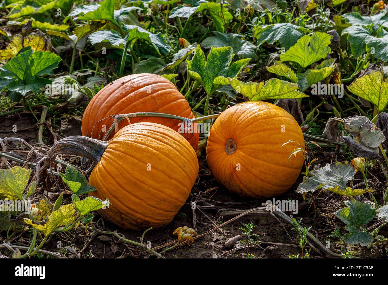 Zentner hi-res stock photography and images - Alamy