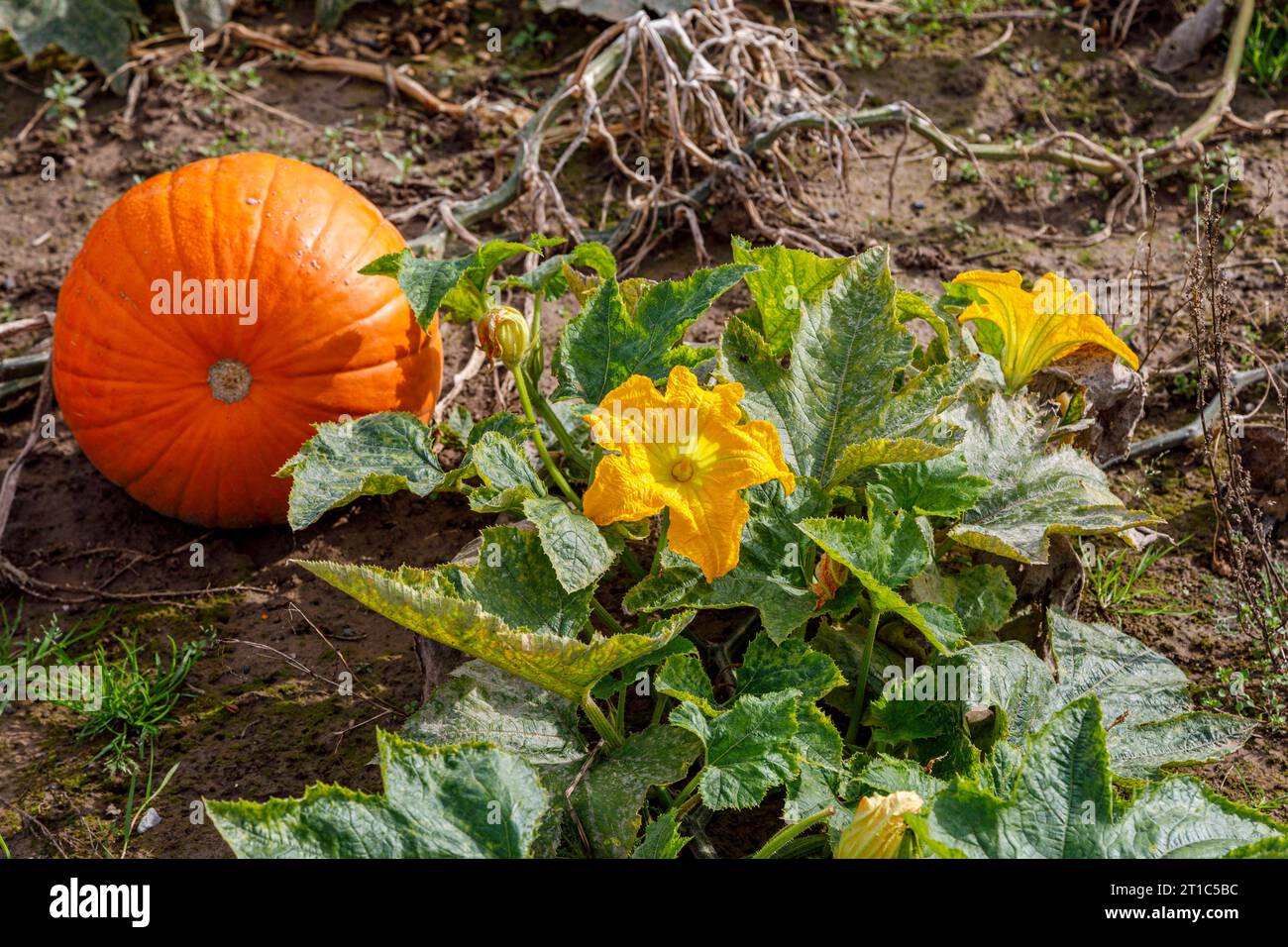 Gelbe zentner hi-res stock photography and images - Alamy