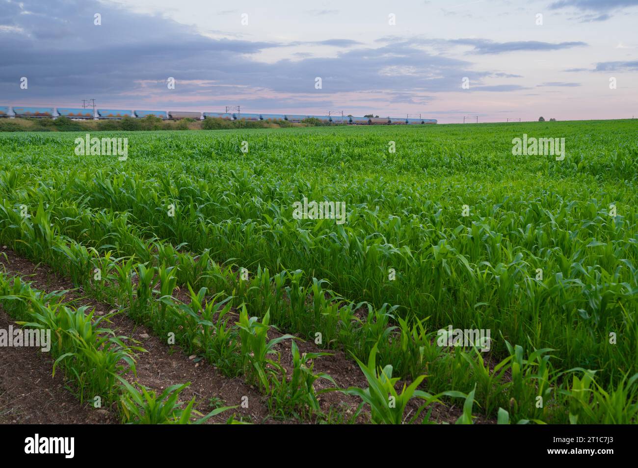 Train in Motion through Green Corn field scenery, France, Europe Stock ...