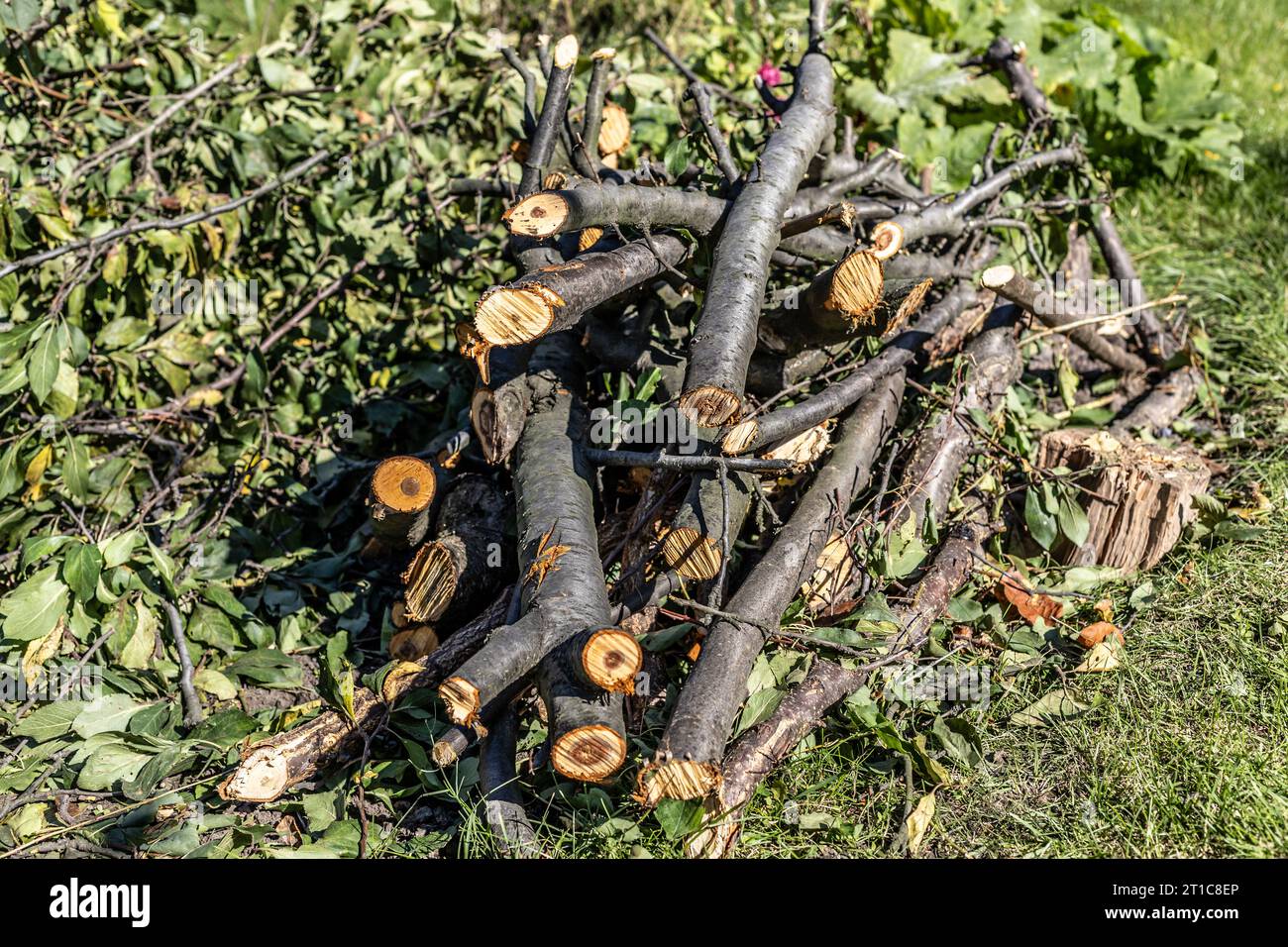 Deadwood pile hi-res stock photography and images - Alamy