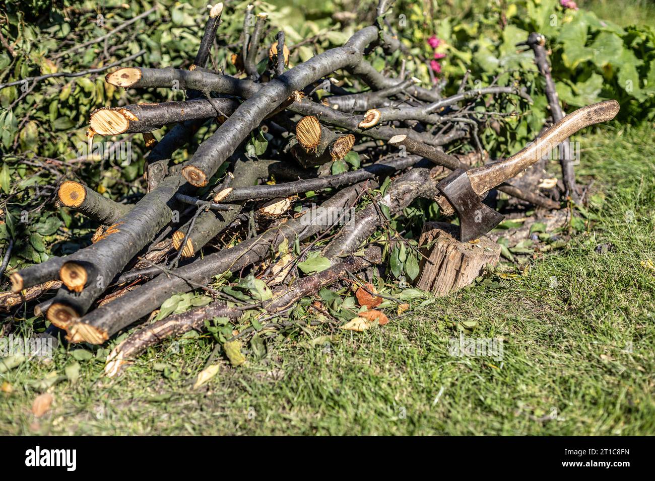 Pile cut brushwood branches hi-res stock photography and images - Alamy