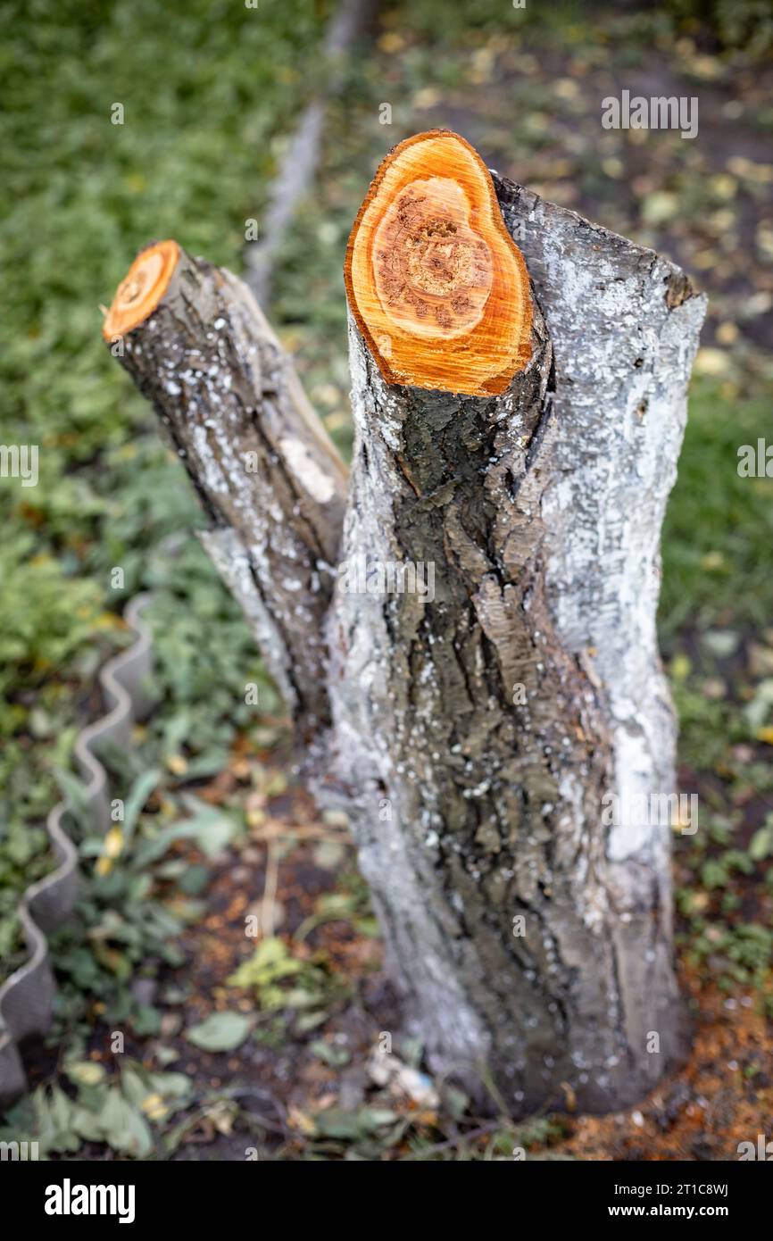 Old plum tree hi-res stock photography and images - Alamy
