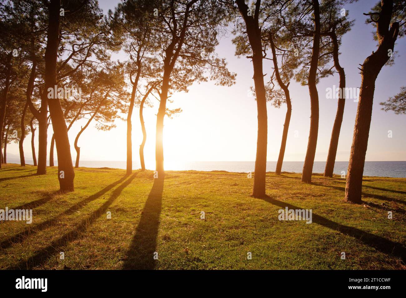 Beautiful sunset seen through pine trees over a sea Stock Photo - Alamy