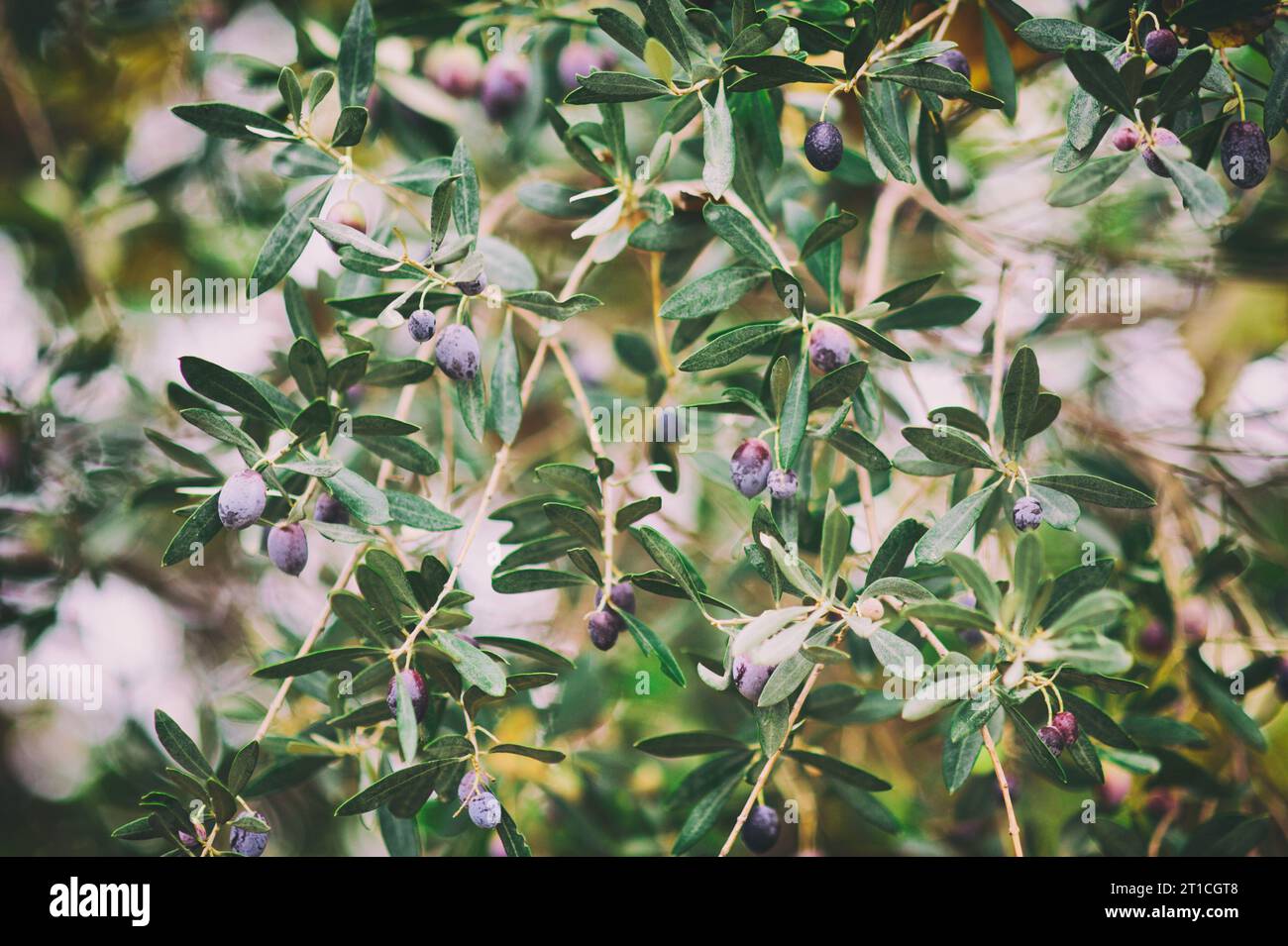 Branch of olive tree with fruits and leaves, natural agricultural food ...