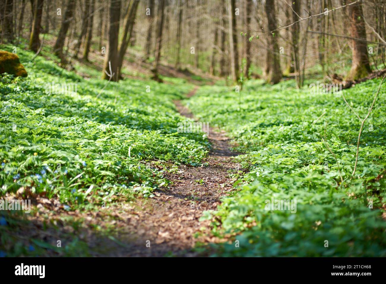 trail among the grass in the wet spring forest. no people Stock Photo ...