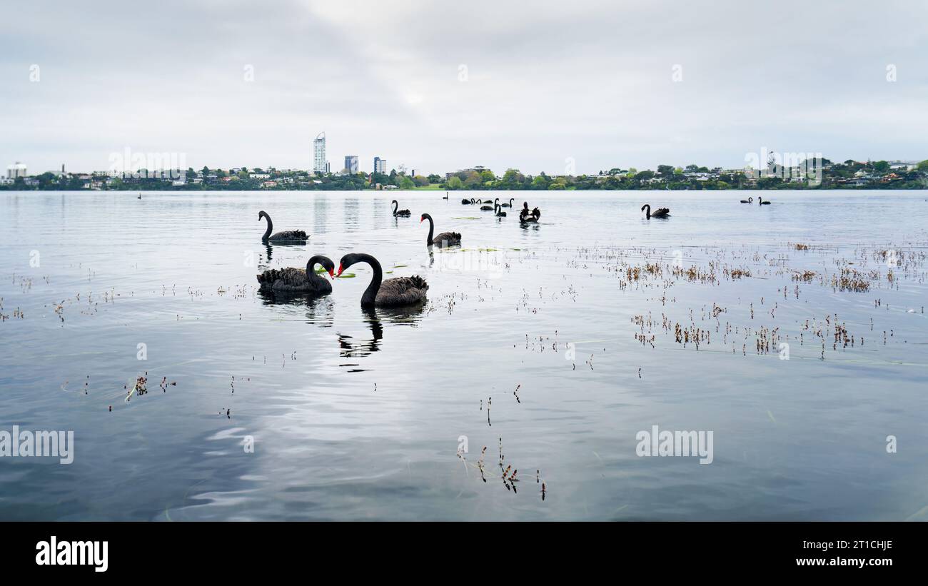Black swans swimming in pairs at Lake Pupuke. Takapuna skyline and ...