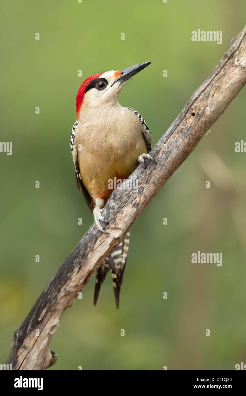 West Indian woodpecker (Melanerpes superciliaris) is a species of bird ...