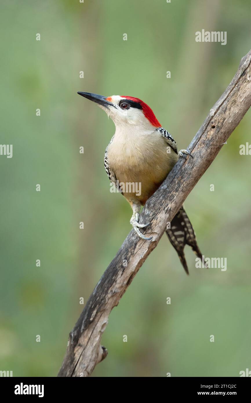 West Indian woodpecker (Melanerpes superciliaris) is a species of bird ...