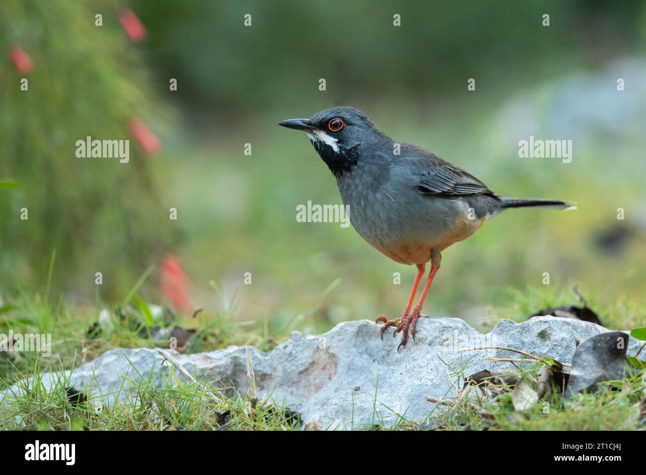 The red-legged thrush (Turdus plumbeus) is a species of bird in the ...