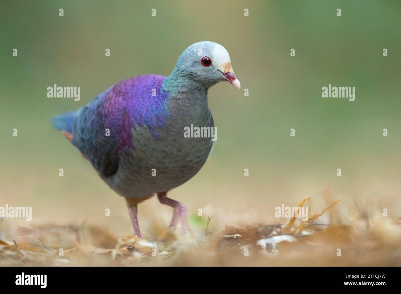 The grey-fronted quail-dove (Geotrygon caniceps) is a species of bird ...