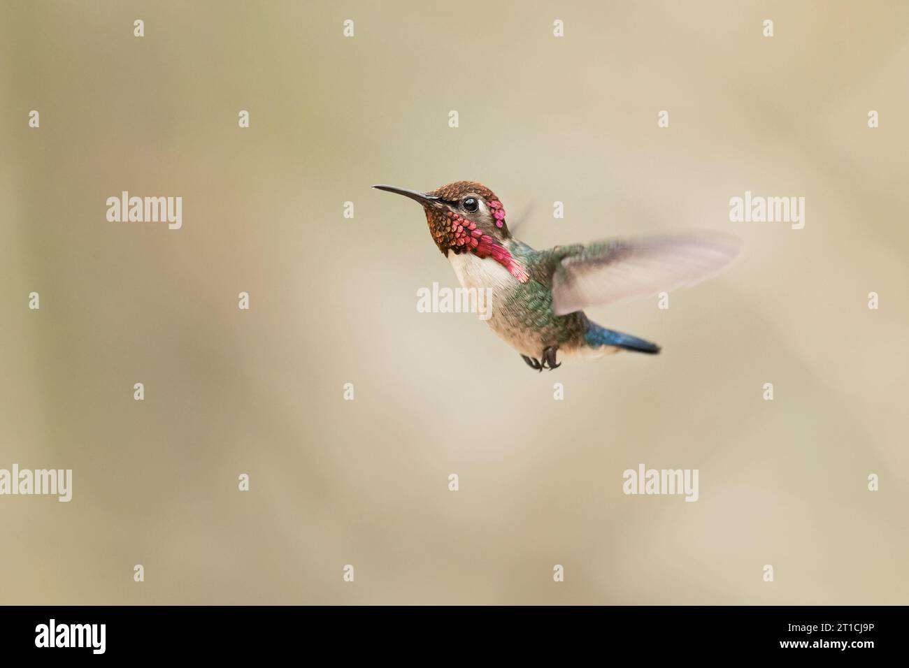 The bee hummingbird, zunzuncito or Helena hummingbird (Mellisuga ...