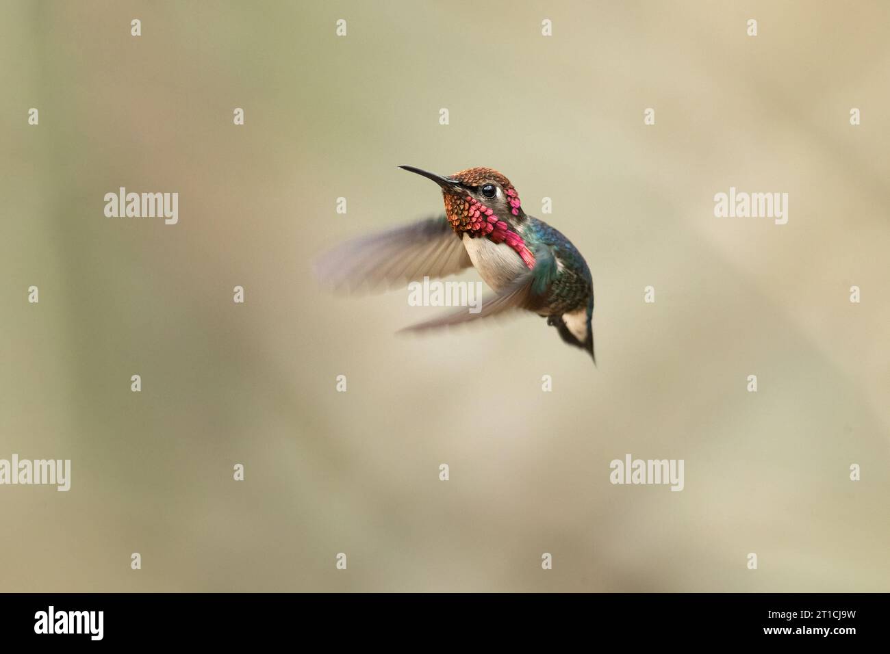 The bee hummingbird, zunzuncito or Helena hummingbird (Mellisuga ...