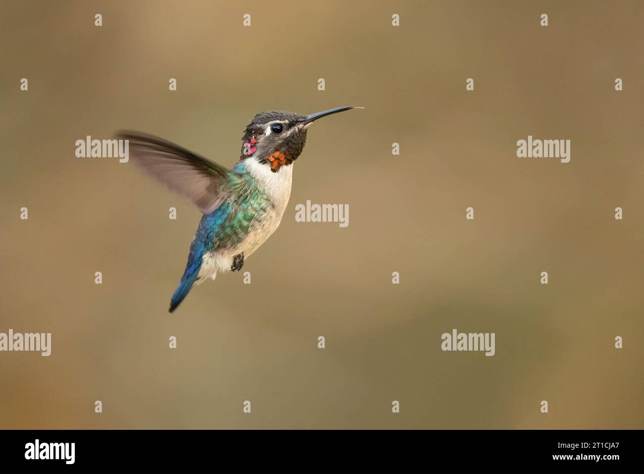 The bee hummingbird, zunzuncito or Helena hummingbird (Mellisuga ...