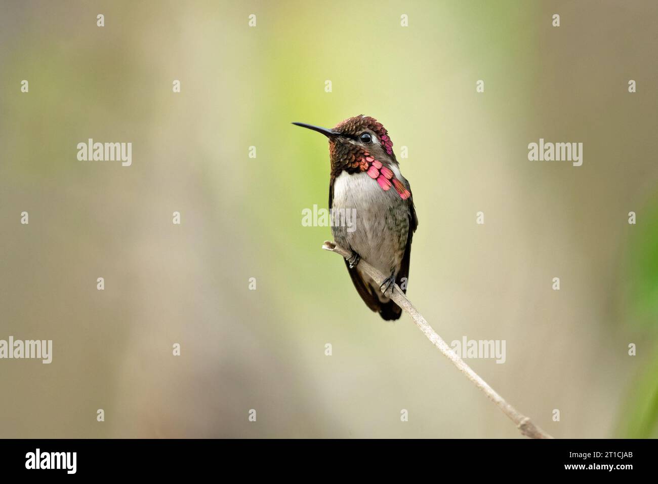 Cuban bee hummingbird hi-res stock photography and images - Alamy