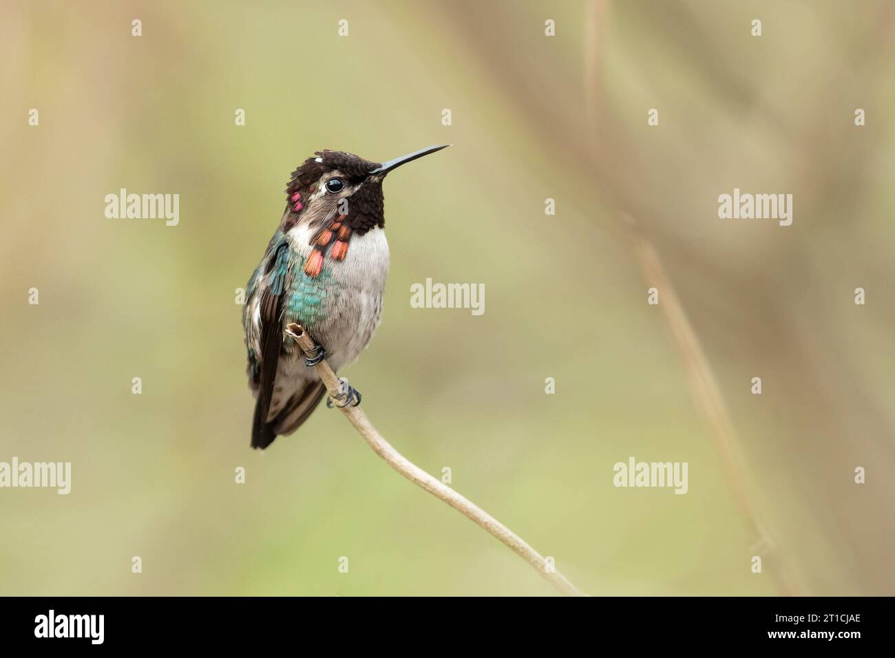 Cuban bee hummingbird hi-res stock photography and images - Alamy