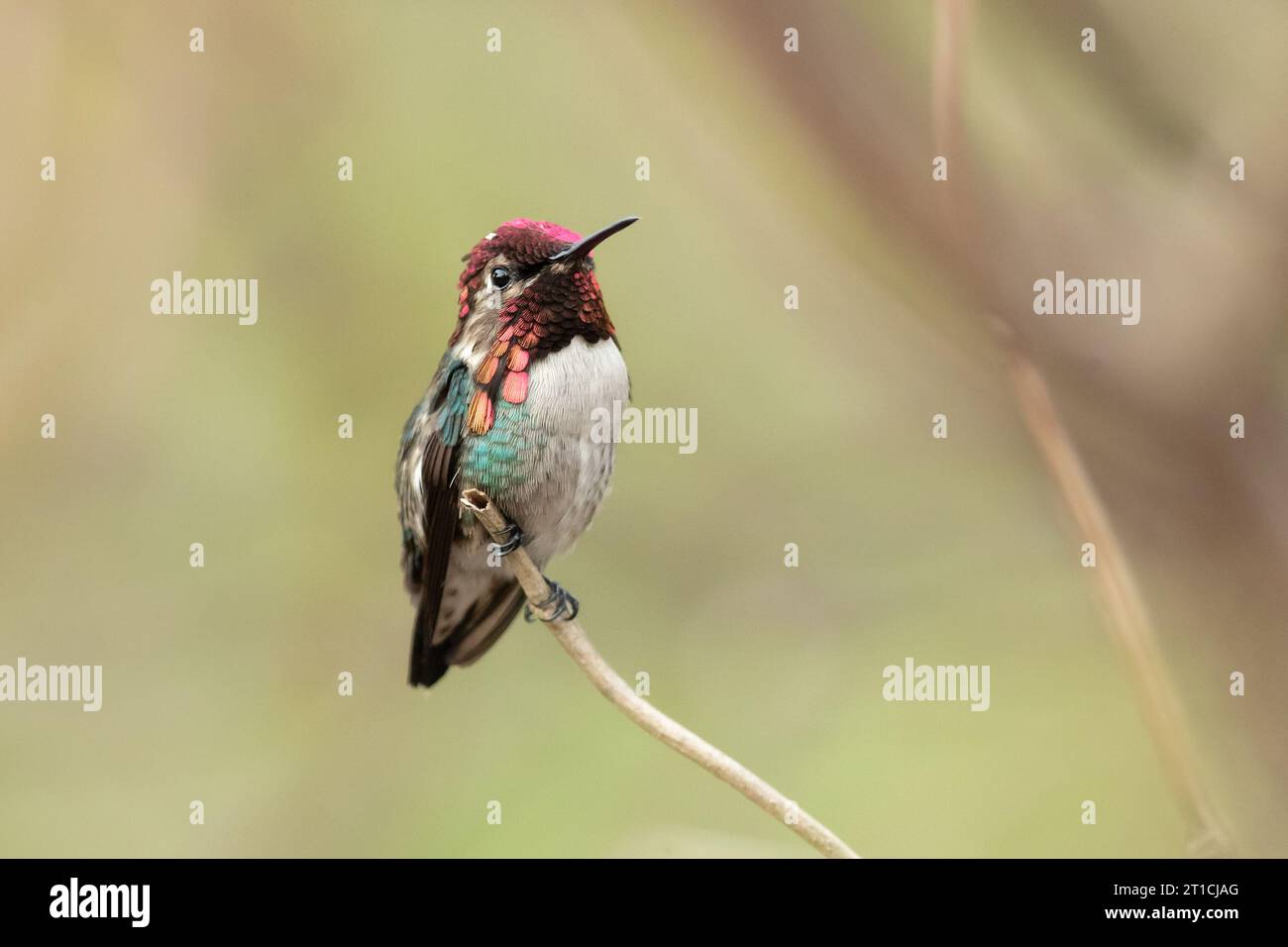 The bee hummingbird, zunzuncito or Helena hummingbird (Mellisuga ...
