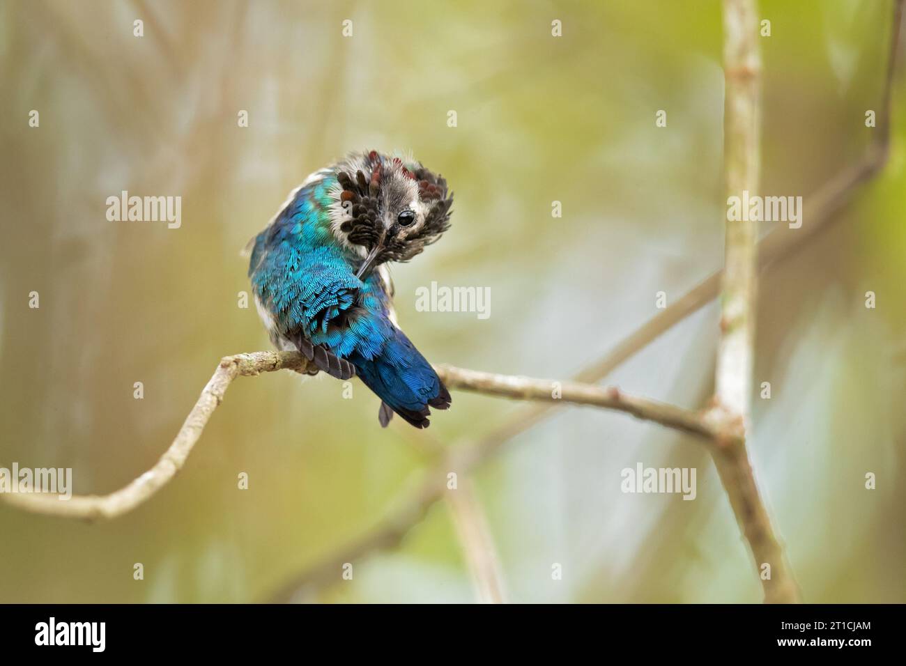 The bee hummingbird, zunzuncito or Helena hummingbird (Mellisuga ...