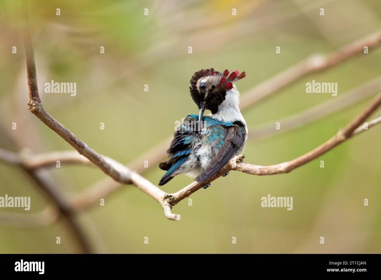 The bee hummingbird, zunzuncito or Helena hummingbird (Mellisuga ...