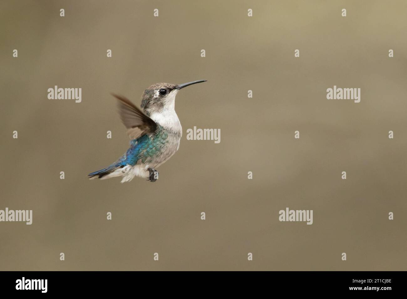 The bee hummingbird, zunzuncito or Helena hummingbird (Mellisuga ...